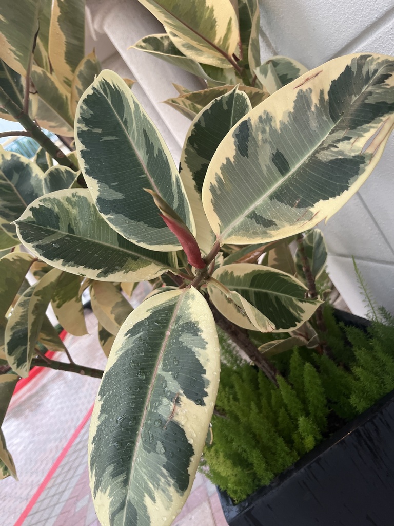 rubber plant from Mizner Park, Boca Raton, FL, US on November 30, 2022 ...