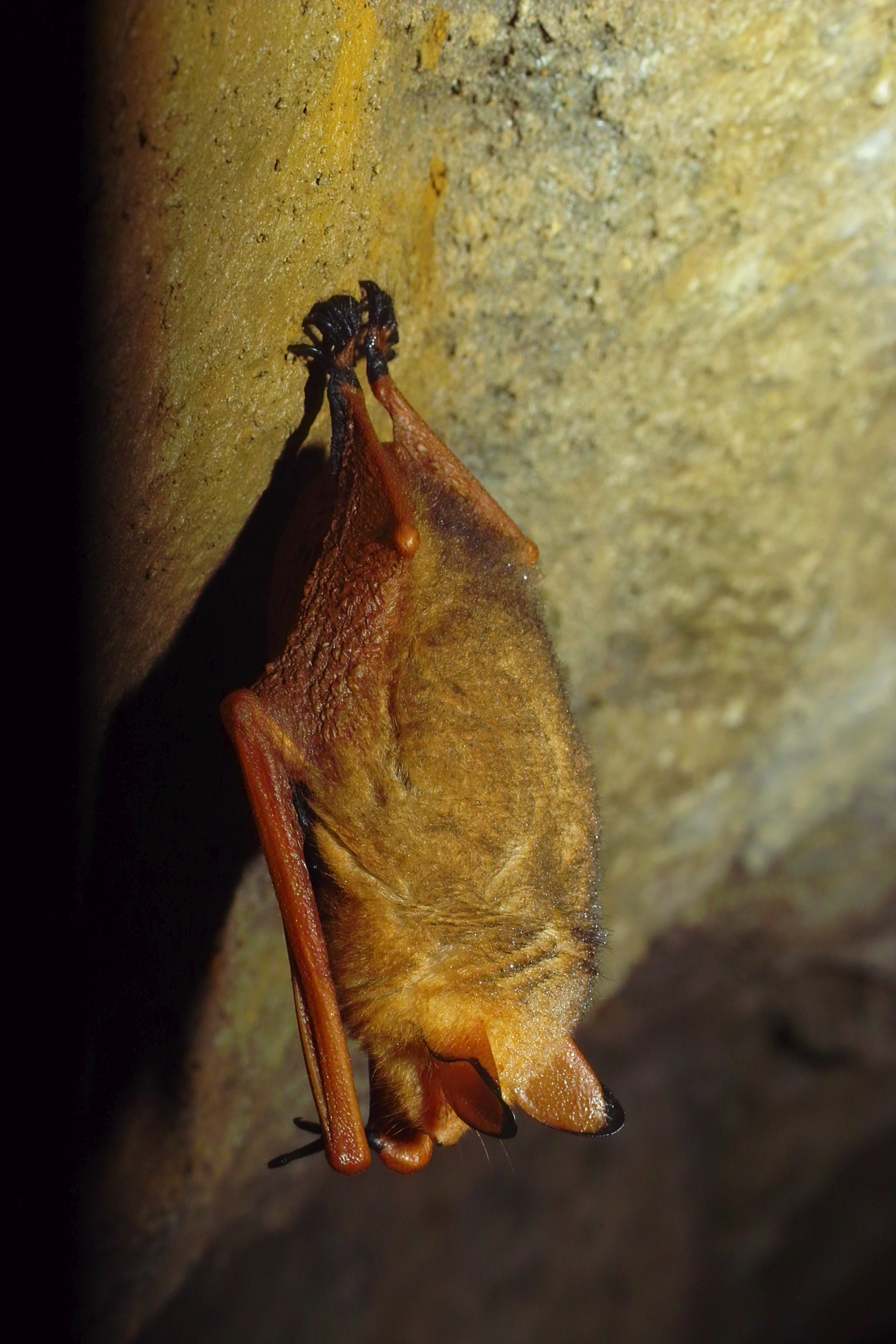 Myotis rufoniger (Tomes, 1858)