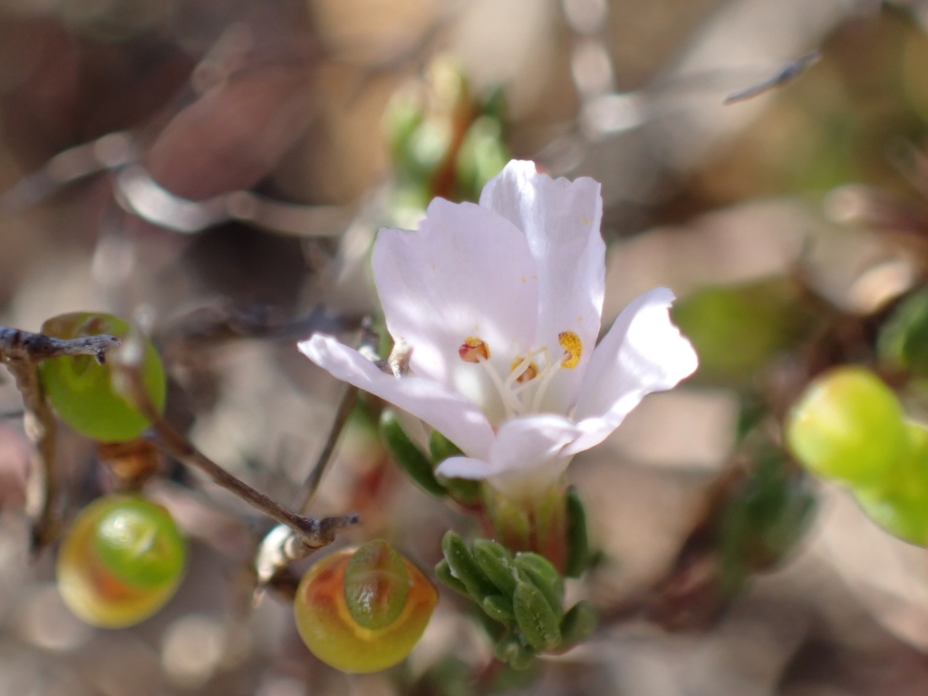 Frankenia pauciflora in November 2022 by distinguished_orca · iNaturalist