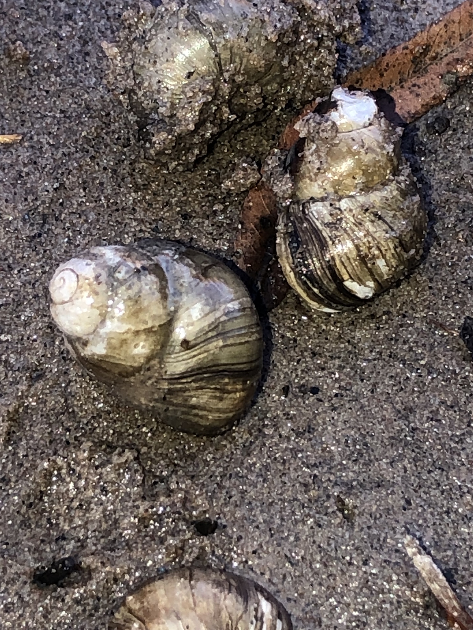 Campeloma decisum (Say, 1817)