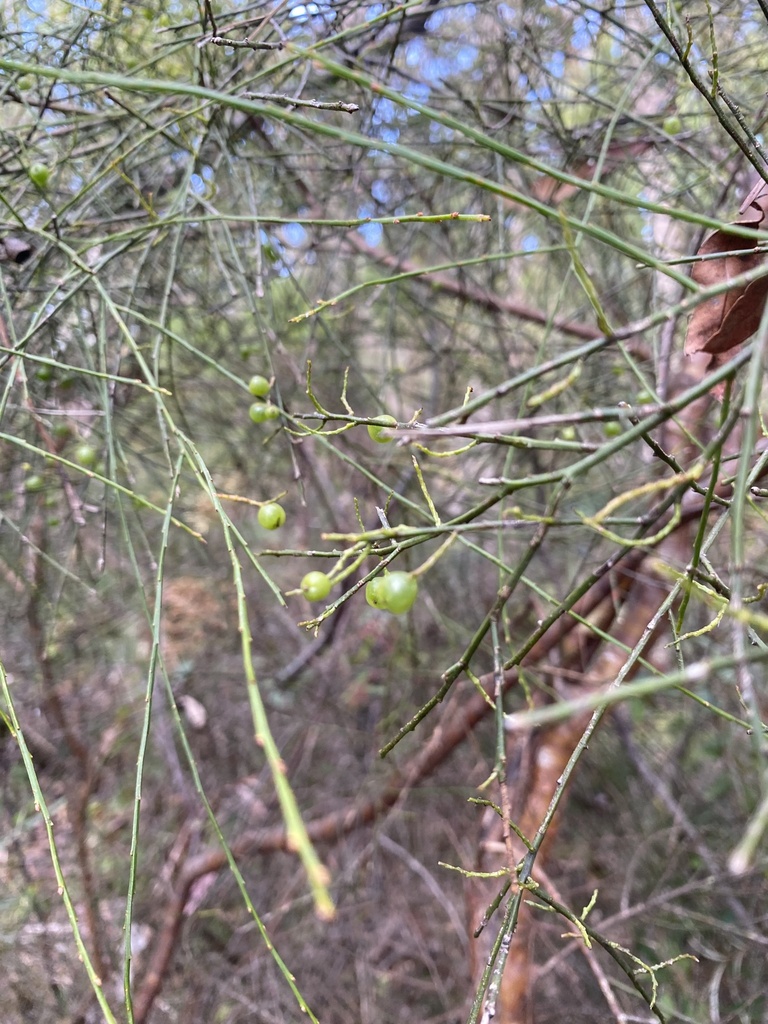 Native Currant from Illawarra Escarpment State Conservation Area ...
