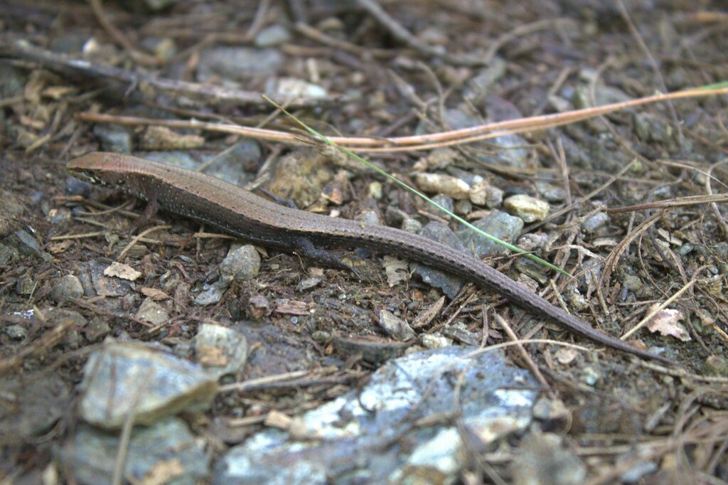 Sierra Juarez Alligator Lizard from San Pablo Macuiltianguis, Oax ...