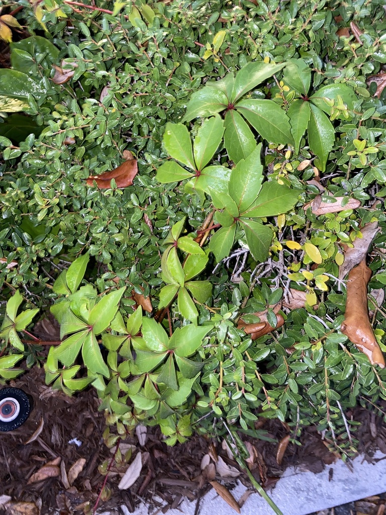grape family from Sunshine Square, Boynton Beach, FL, US on November 30 ...