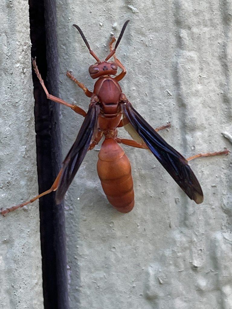 Fine-backed Red Paper Wasp from Fort Worth Botanic Garden, Fort Worth ...