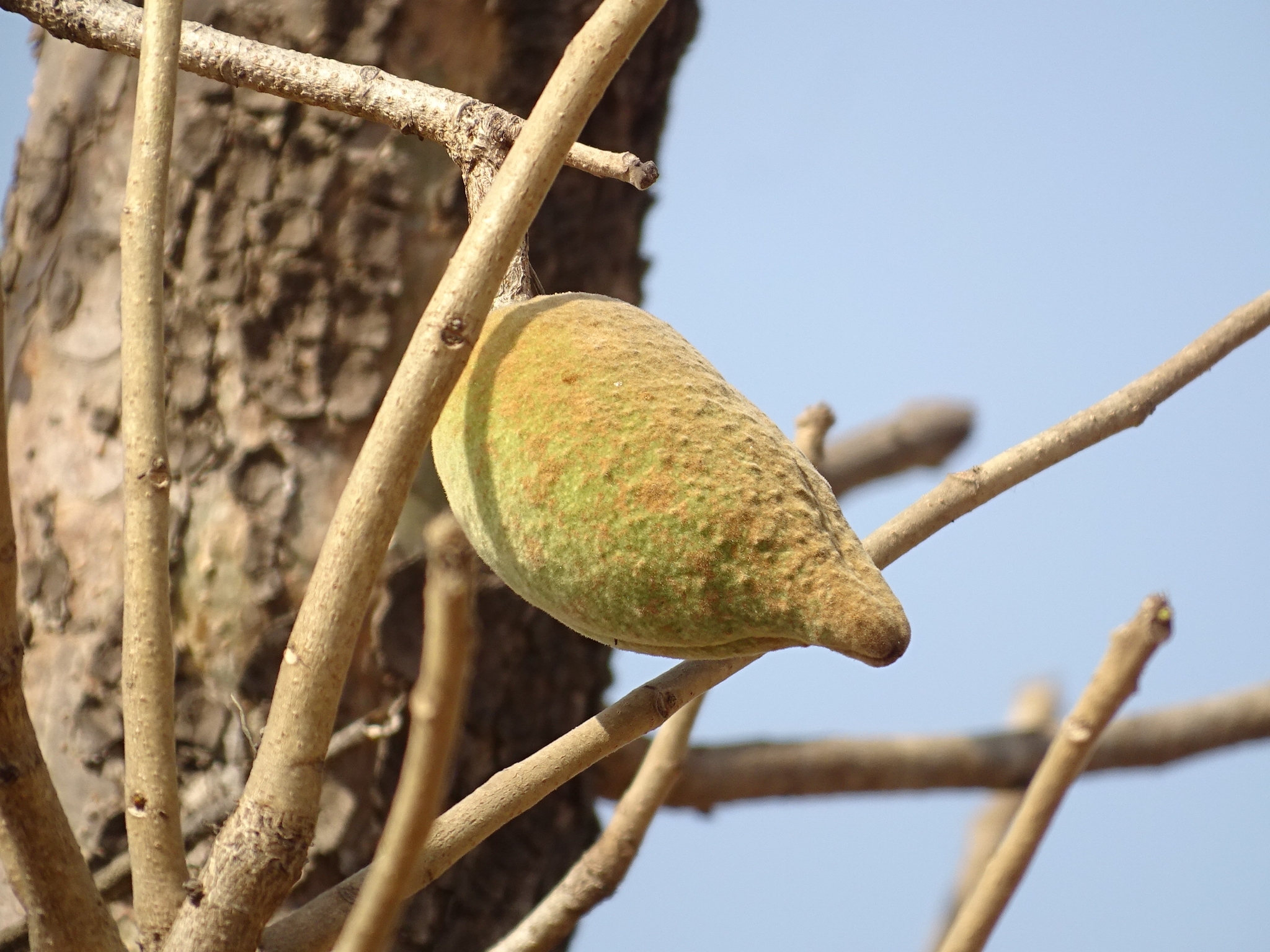 Sterculia setigera Delile
