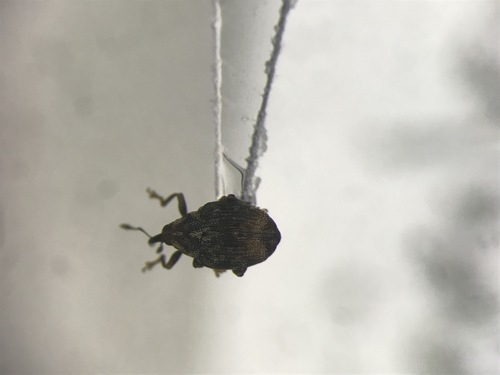 Ceutorhynchus neglectus · iNaturalist