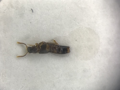 Leptusa brevicollis · iNaturalist