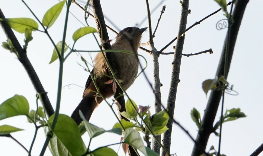 Crested Becard from Foz do Iguaçu - State of Paraná, Brazil on October ...