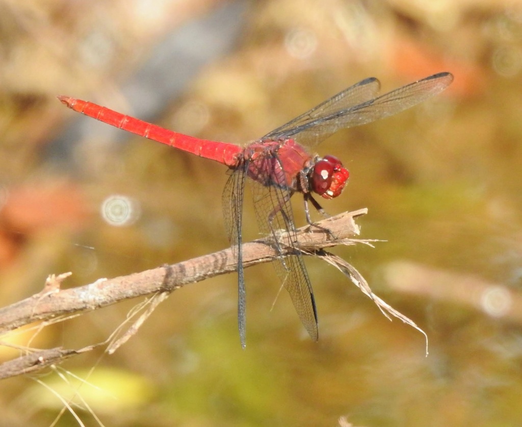 Tropical King Skimmers from Esperanza, Vieques 00765, Puerto Rico on ...