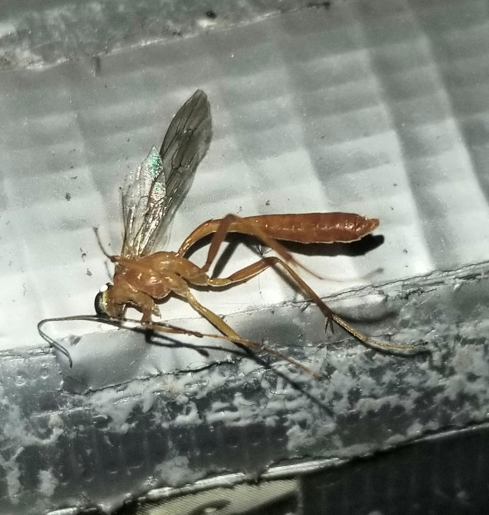 Netelia from Laurel Run, PA, USA on October 26, 2022 at 07:34 PM by ...