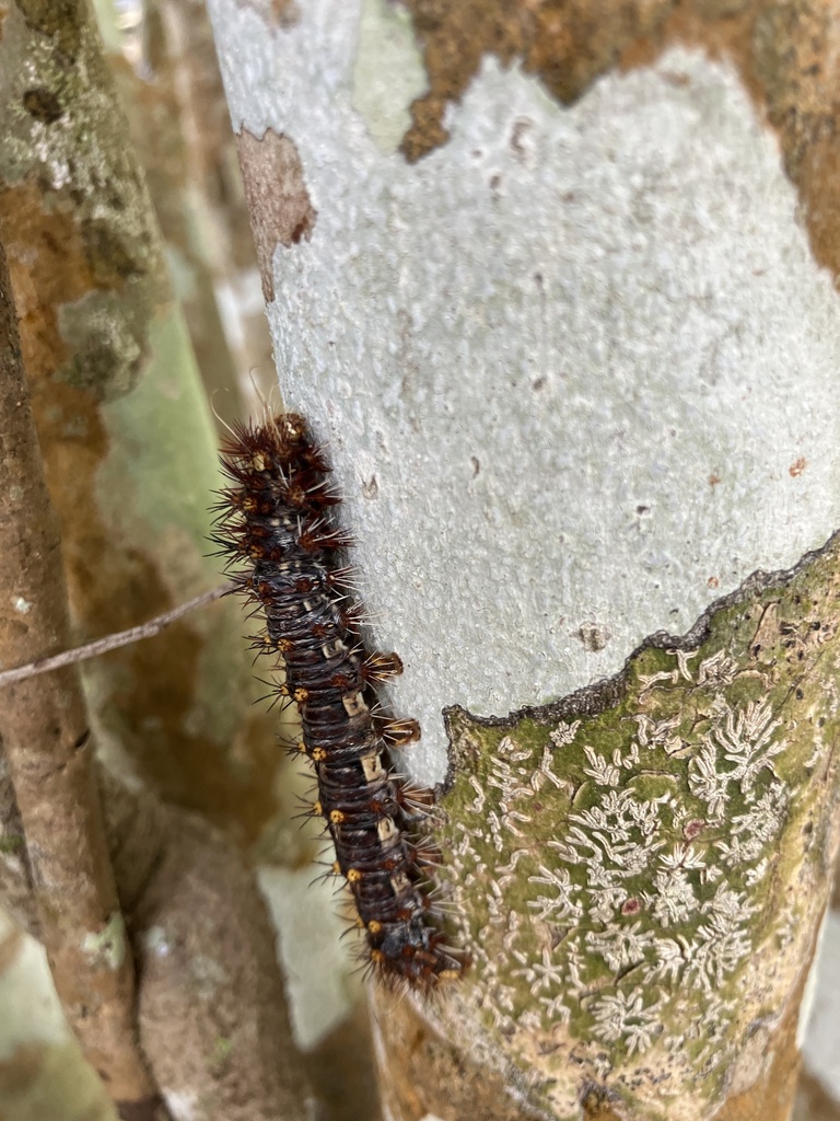 Batwing Moth from Geissmann Dr, Tamborine Mountain, QLD, AU on December ...