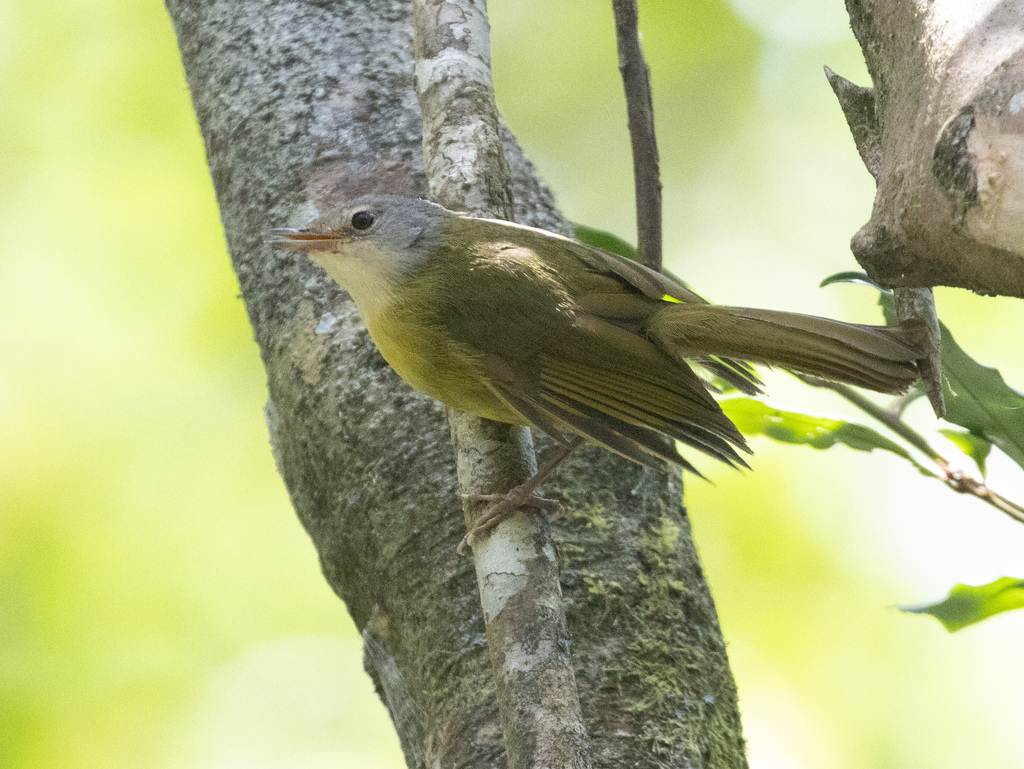 Grey crowned Tetraka In October 2022 By Avocat INaturalist Grey crowned Tetraka In October 2022 By Avocat INaturalist