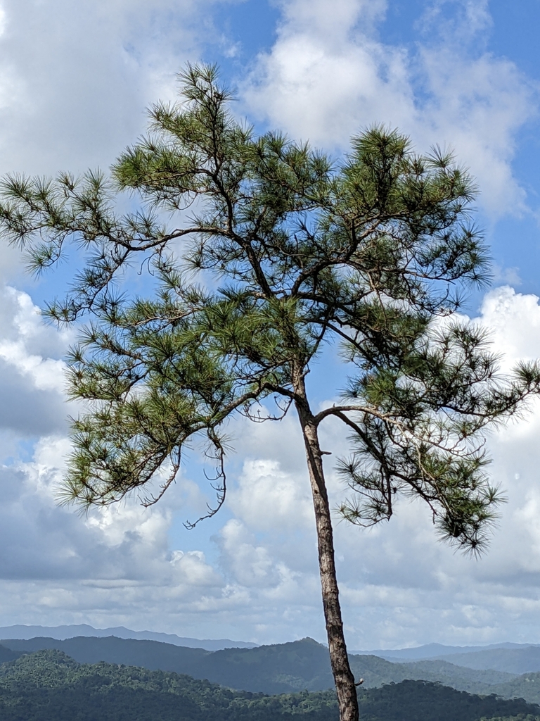 Caribbean pine from Stann Creek District, Belize on November 30, 2022 at 12:45 PM by Jerome ...