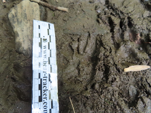 Raccoon Tracks – NatureTracking