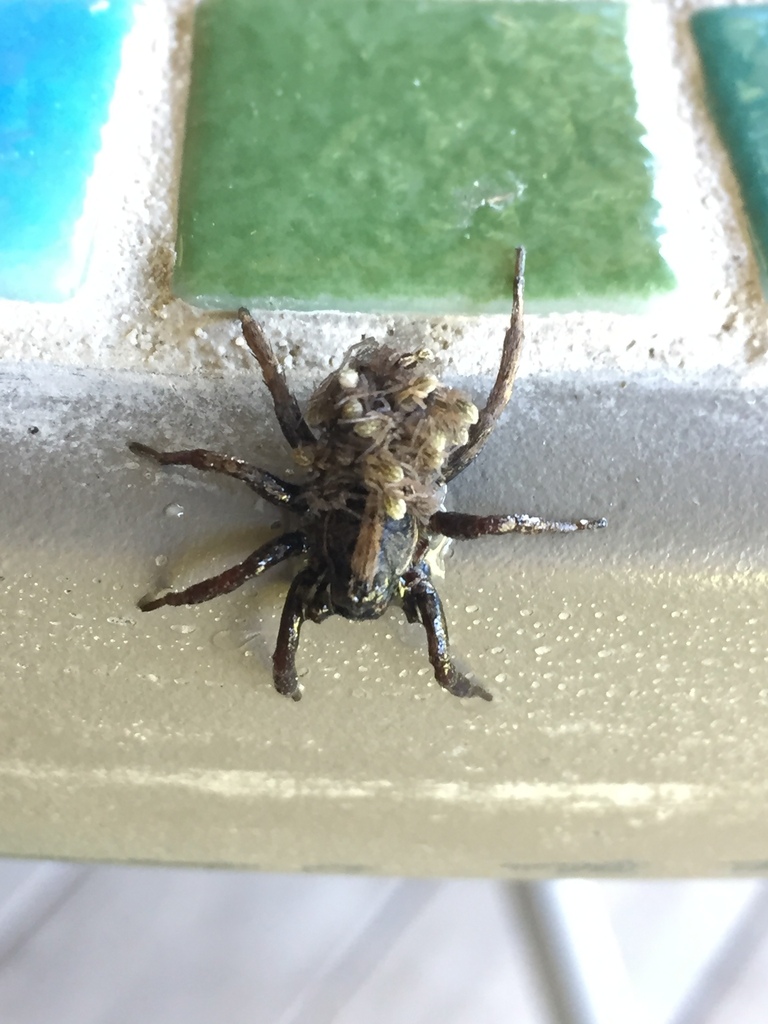 Venatrix from Coomba Park NSW 2428, Australia on September 28, 2021 at ...