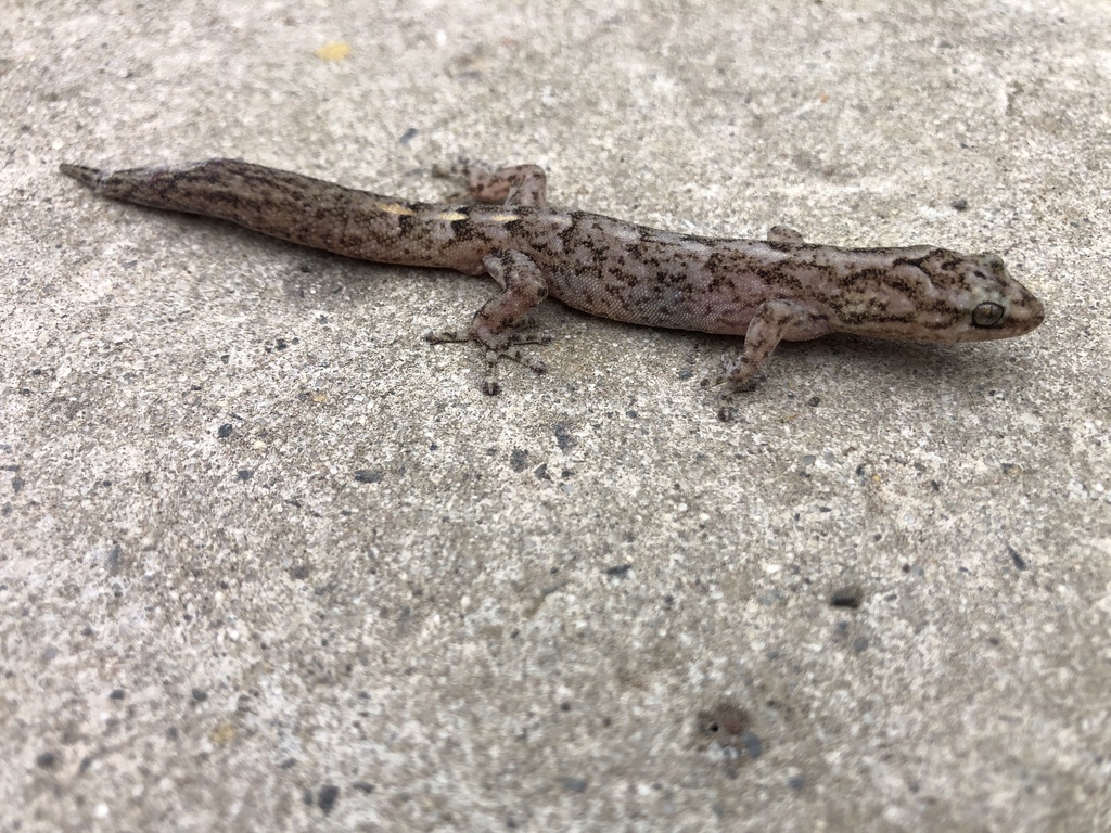 Southern Marbled Gecko from La Trobe University, Bundoora, VIC, AU on ...