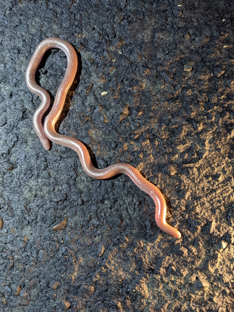 Texas Blind Snake from Brewster County, TX, USA on May 3, 2022 at 09:33 ...
