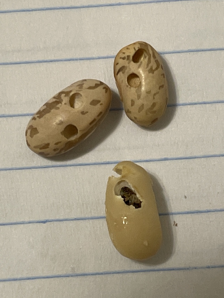 Bean Weevil in November 2022 by Janna. Holes found in dried pinto beans ...