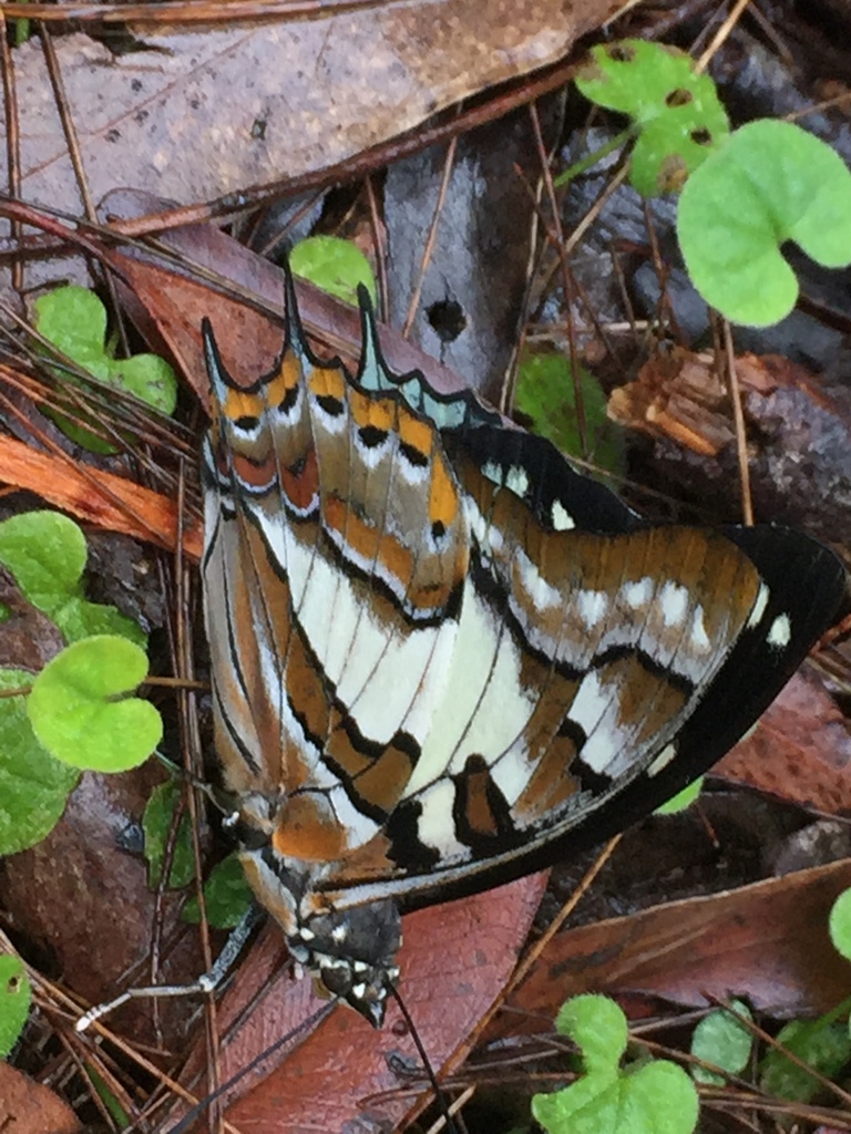 Australian Tailed Emperor from Coomba Park NSW 2428, Australia on ...