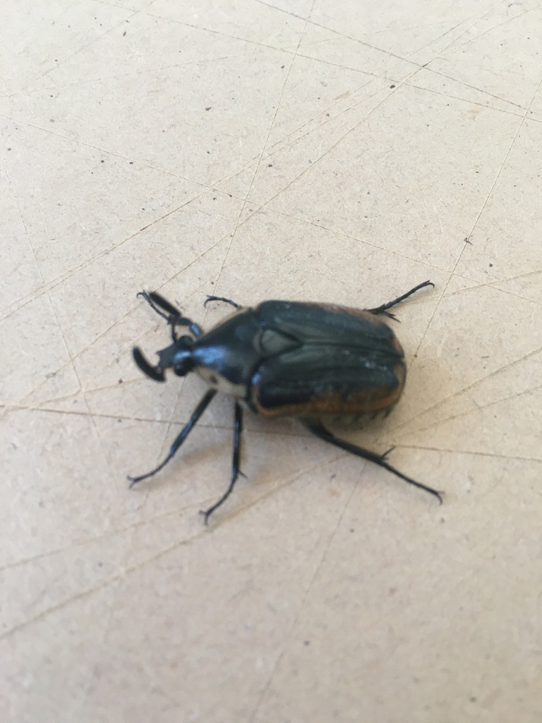 Cowboy Beetle from The University of Adelaide - North Terrace Campus ...