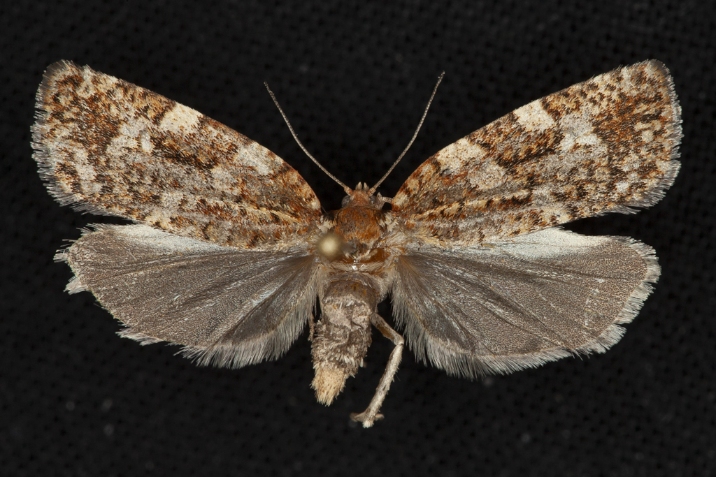 Spruce Budworm Moth from Summit County, UT, USA on July 16, 2022 at 09: ...