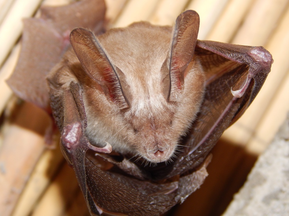Slit-faced Bats from Olkirimatian Conservancy, Southern Kenya on ...