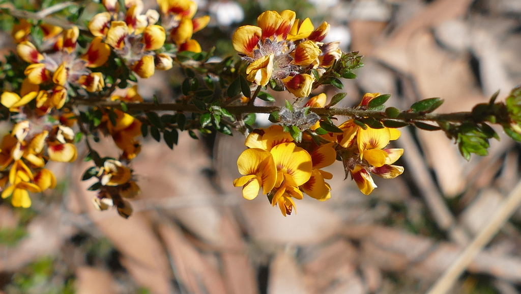 Golden Bush-pea from Cape Pillar TAS 7182, Australia on November 8 ...