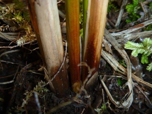 Jointed twig rush from New Zealand on August 28, 2015 at 11:00 AM by ...