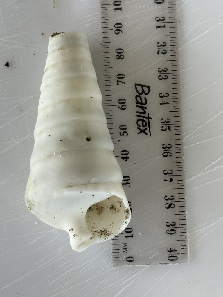 Bell Clapper from Mangles Bay, Rockingham, WA, AU on November 30, 2022 ...