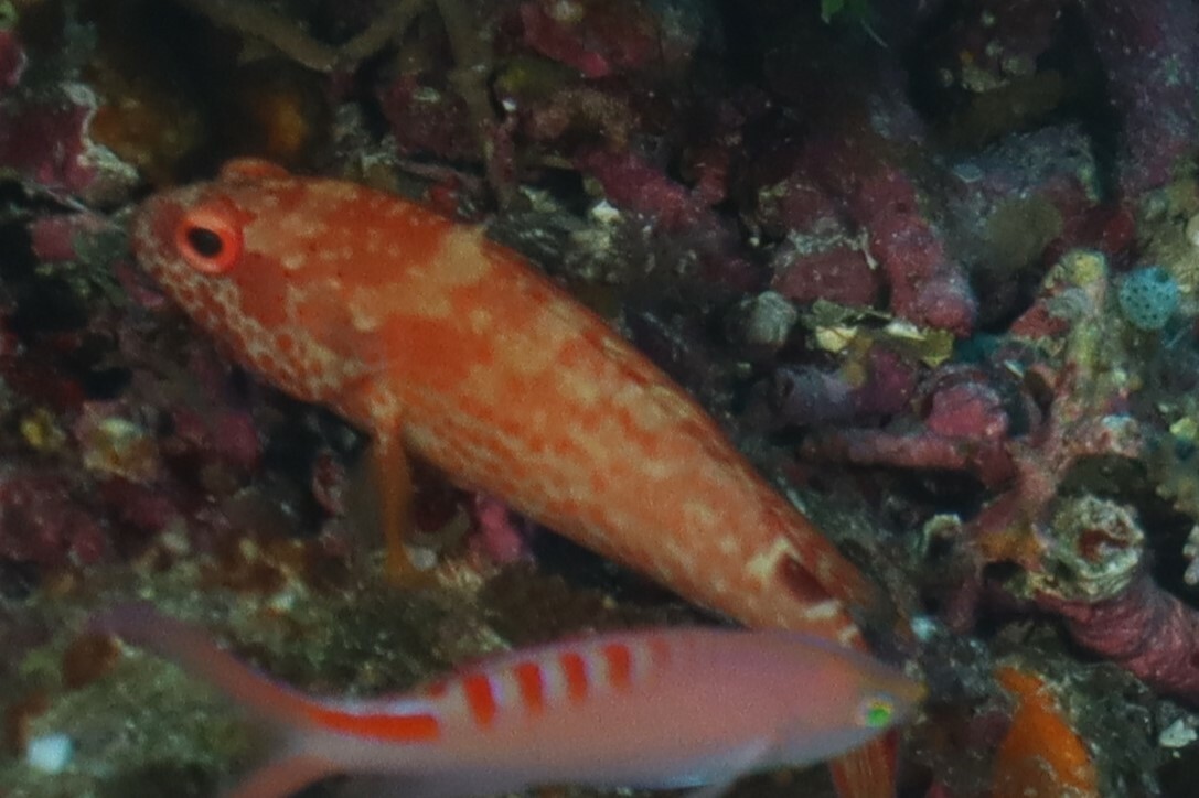 Cephalopholis leopardus (Lacepède, 1801)