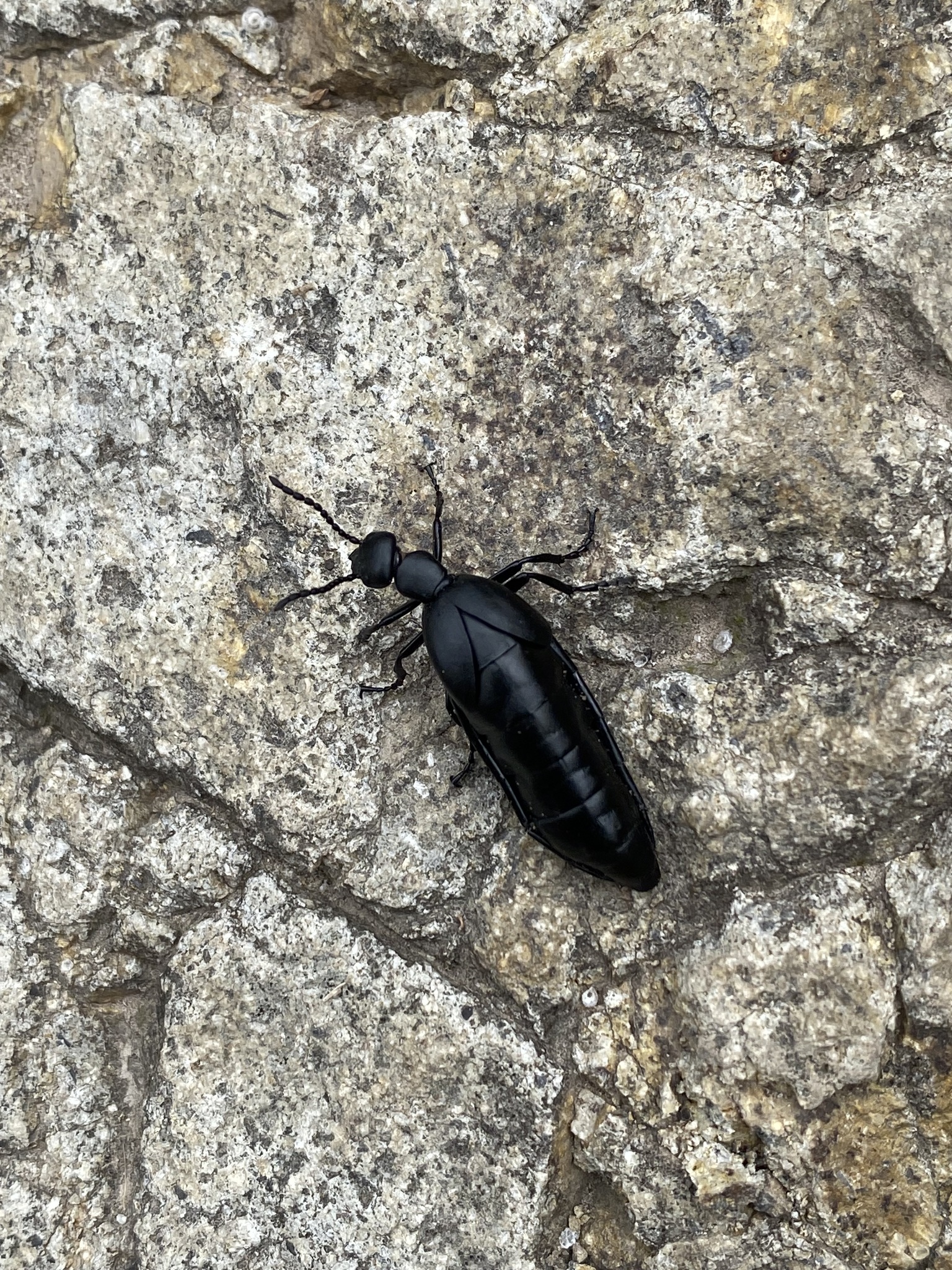 Meloe laevis Leach, 1815