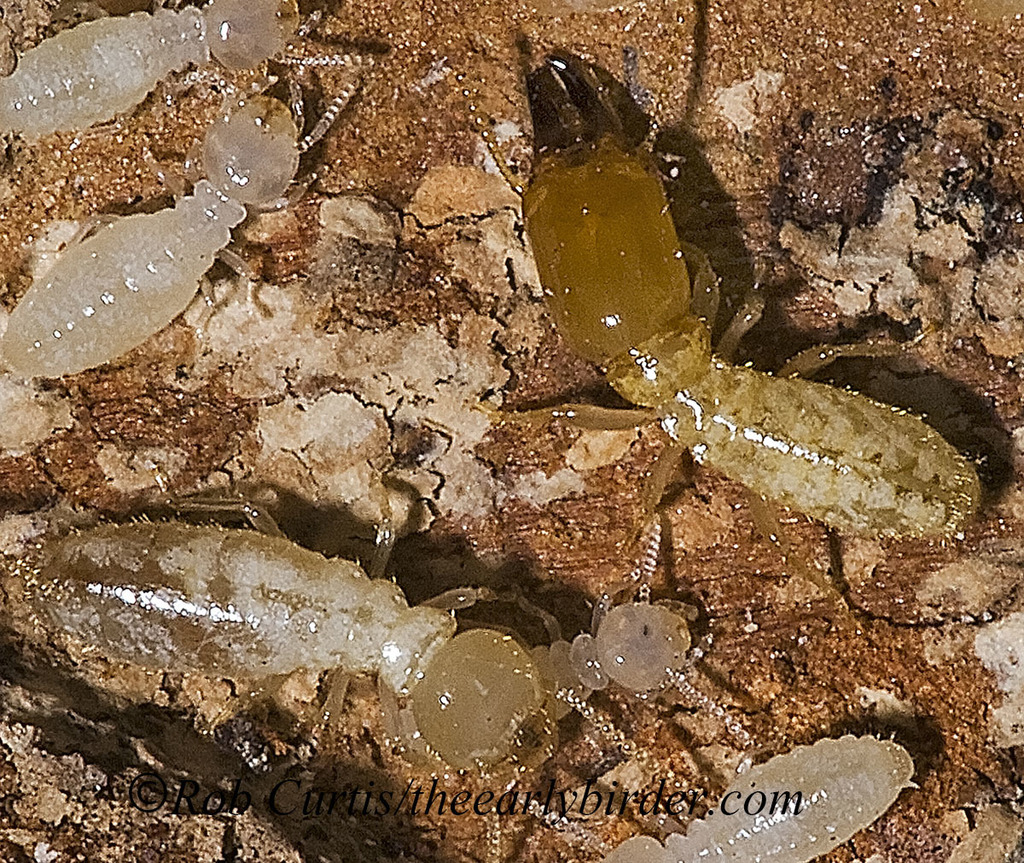 arid land subterranean termite from Santa Catalina Mountains, Arizona ...