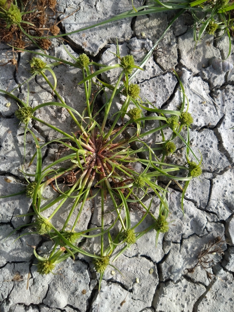Cyperus michelianus pygmaeus from 638台灣雲林縣麥寮鄉海豐村 on December 01, 2022 ...