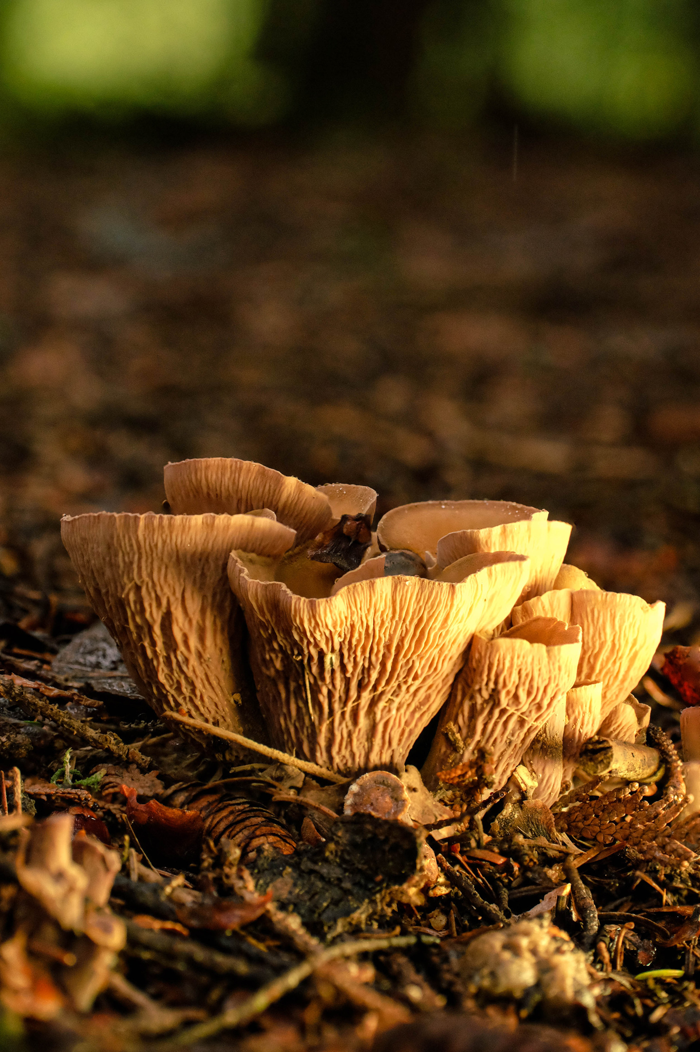 Gomphus clavatus (Pers.) Gray