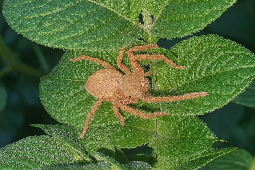 Badge Huntsman Spider from Melbourne VIC, Australia on November 30 ...
