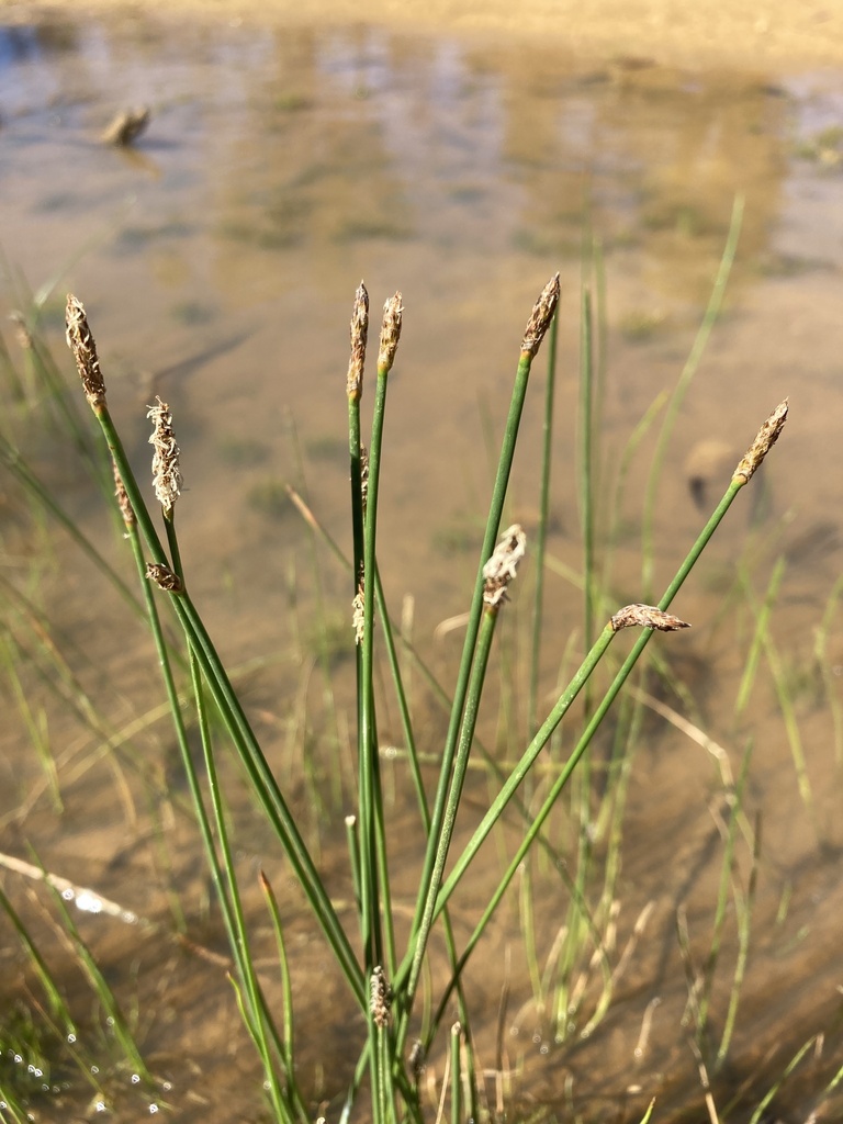 Sharp Spike Sedge from Onkaparinga River National Park, Blewitt Springs ...