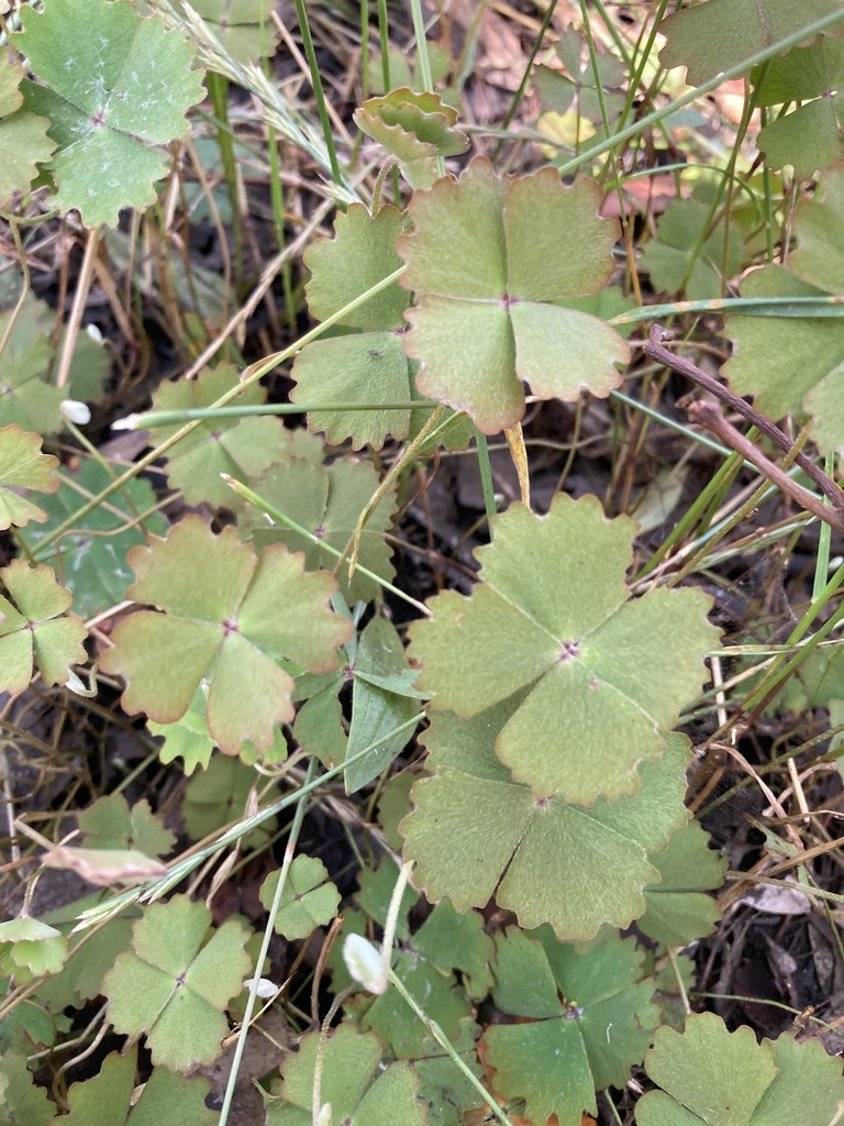 Common Nardoo from Aldinga Scrub Conservation Park, Aldinga Beach, SA ...