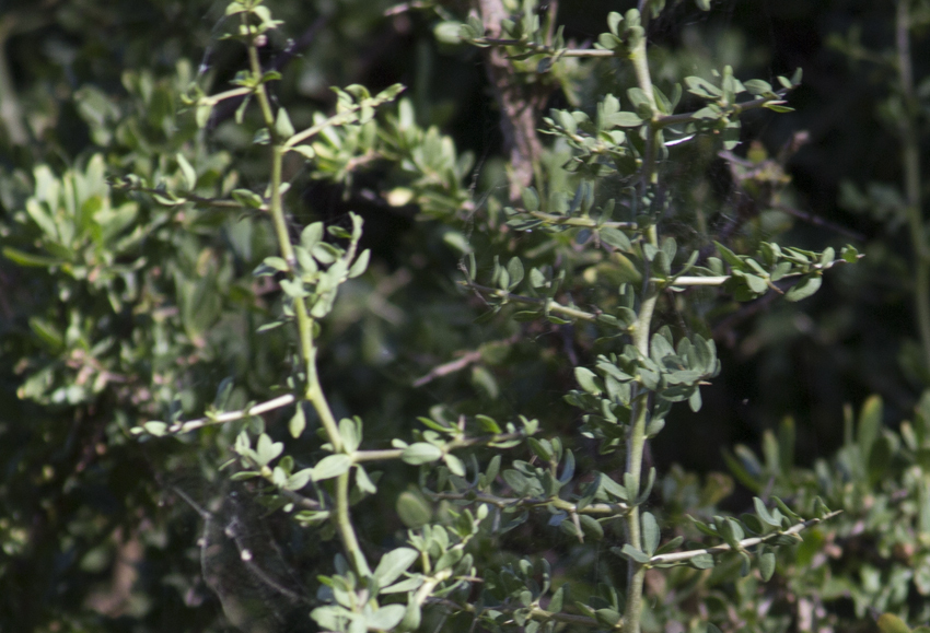 African boxthorn from Eastville VIC 3463, Australia on November 30 ...
