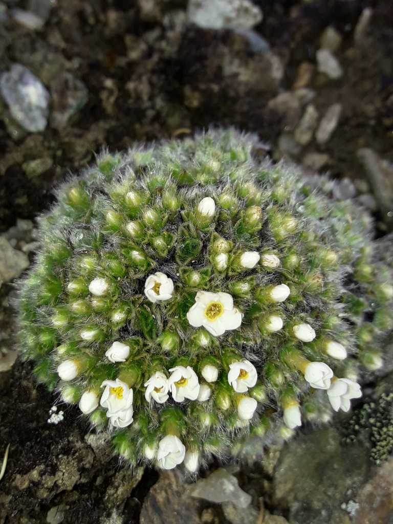 Myosotis pulvinaris from Central Otago, NZ-OT, NZ on December 01, 2022 ...