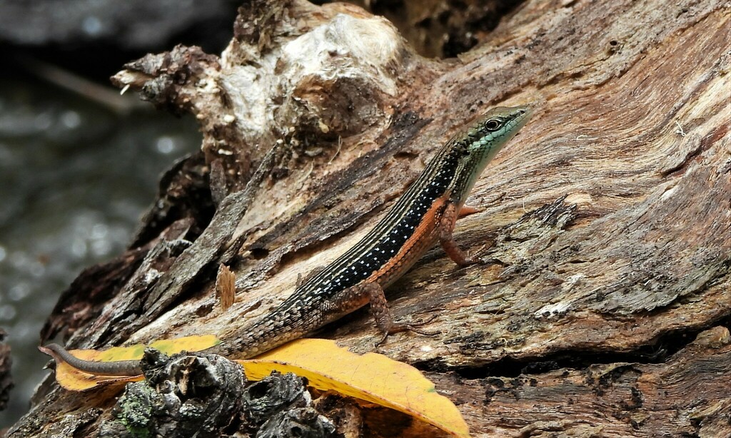 Lined Rainbow-skink from Crystal Creek QLD 4816, Australia on December ...