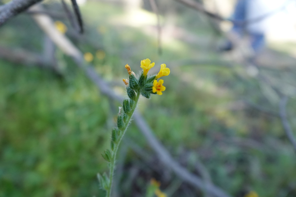 Common Fiddleneck in September 2022 by Euan Moore · iNaturalist