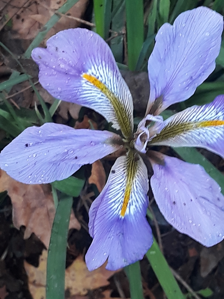 Algerian Iris from Le Busca, Toulouse, France on November 29, 2022 at ...