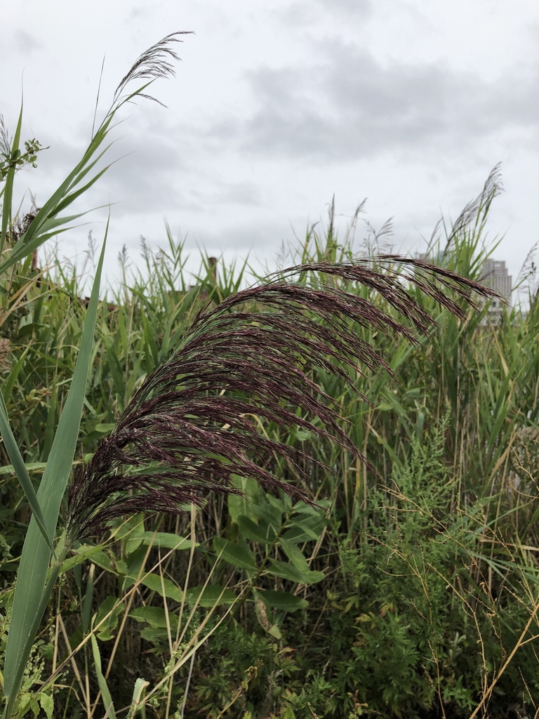 common reed from 440 McGuinness Blvd, New York, NY, US on September 09 ...