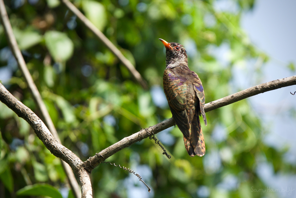 Violet Cuckoo (Chrysococcyx xanthorhynchus) - Avian Discovery