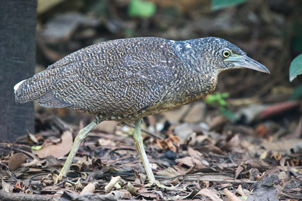 (Gorsachius melanolophus melanolophus) - Avian Discovery