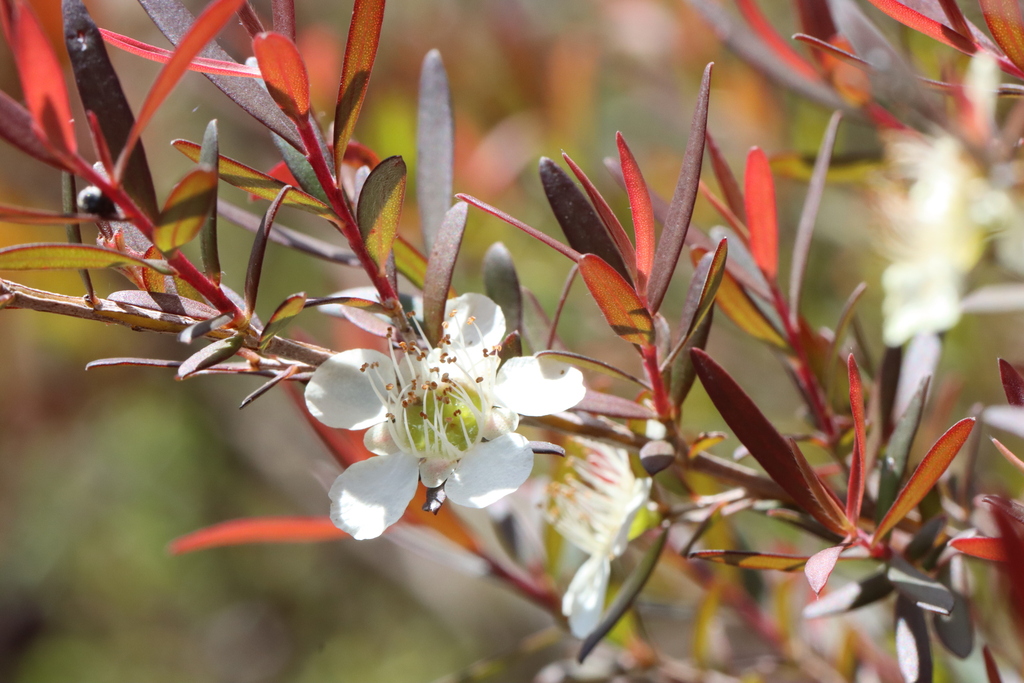 Tea Trees from Sydney NSW, Australia on November 18, 2022 at 11:08 AM ...
