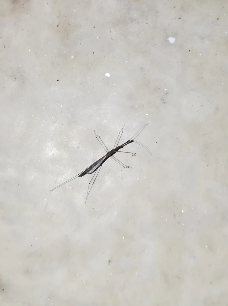 Hydrometra from 501 Stirling Rd, 新加坡 148951 on November 26, 2022 at 07: ...