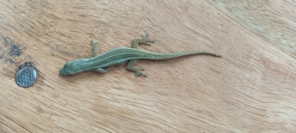 Fischer's Dwarf Gecko from Kpotomey (Zinvié), Benin on October 29, 2021 ...