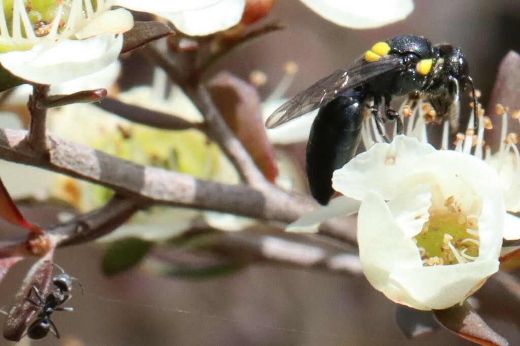 Masked Bees from Sydney NSW, Australia on November 18, 2022 at 11:11 AM ...