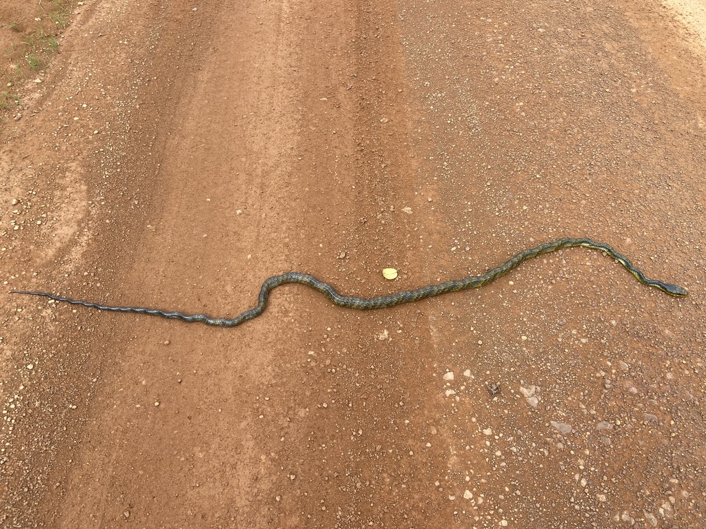 Amazon Puffing Snake from MT140, Nova Ubiratã, MT, BR on November 30 ...